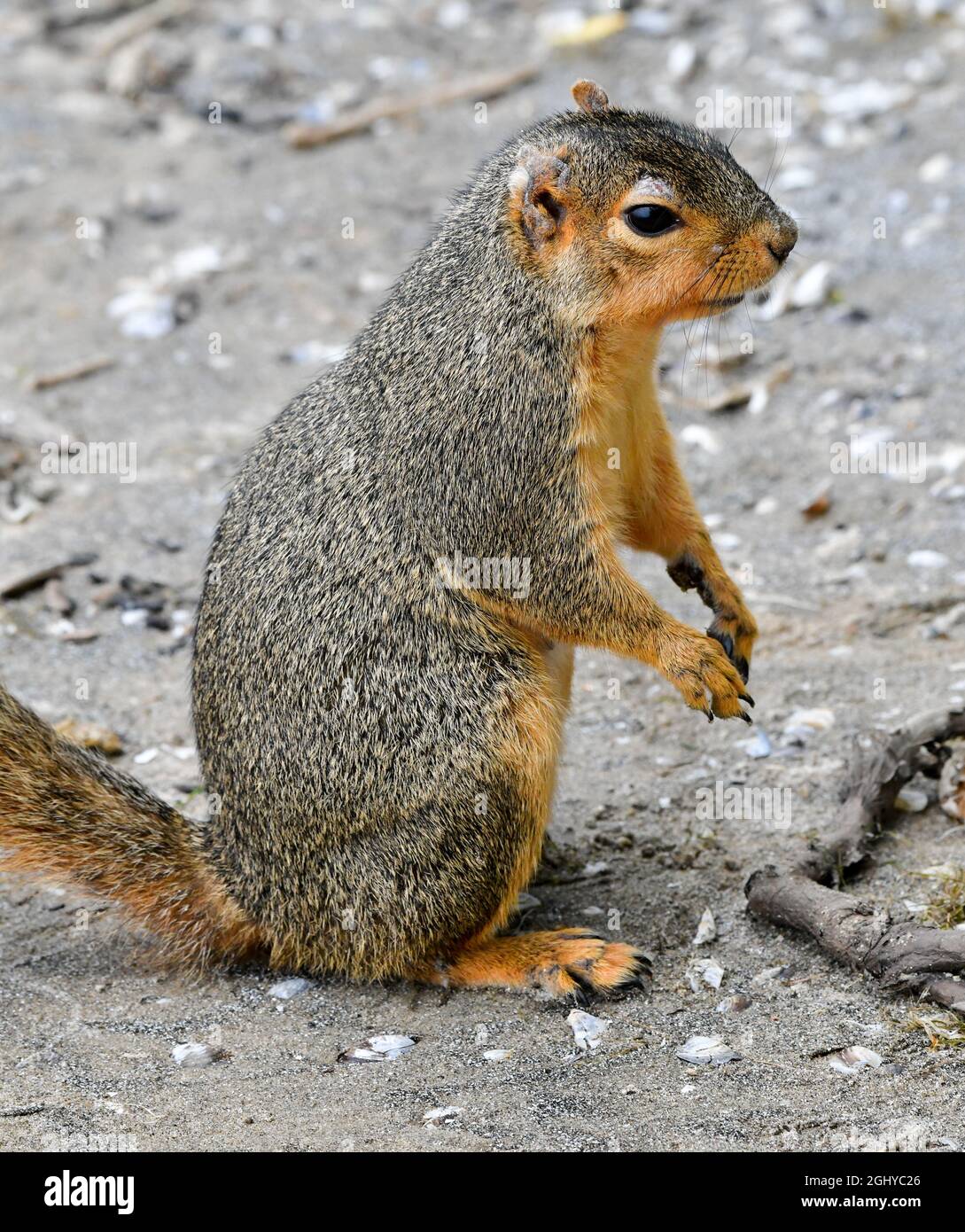 Friendly Wild squirrel searching for food Stock Photo - Alamy