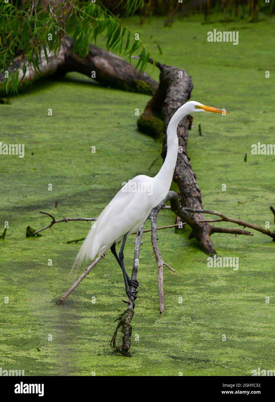 wild white egret hunting for food Stock Photo - Alamy