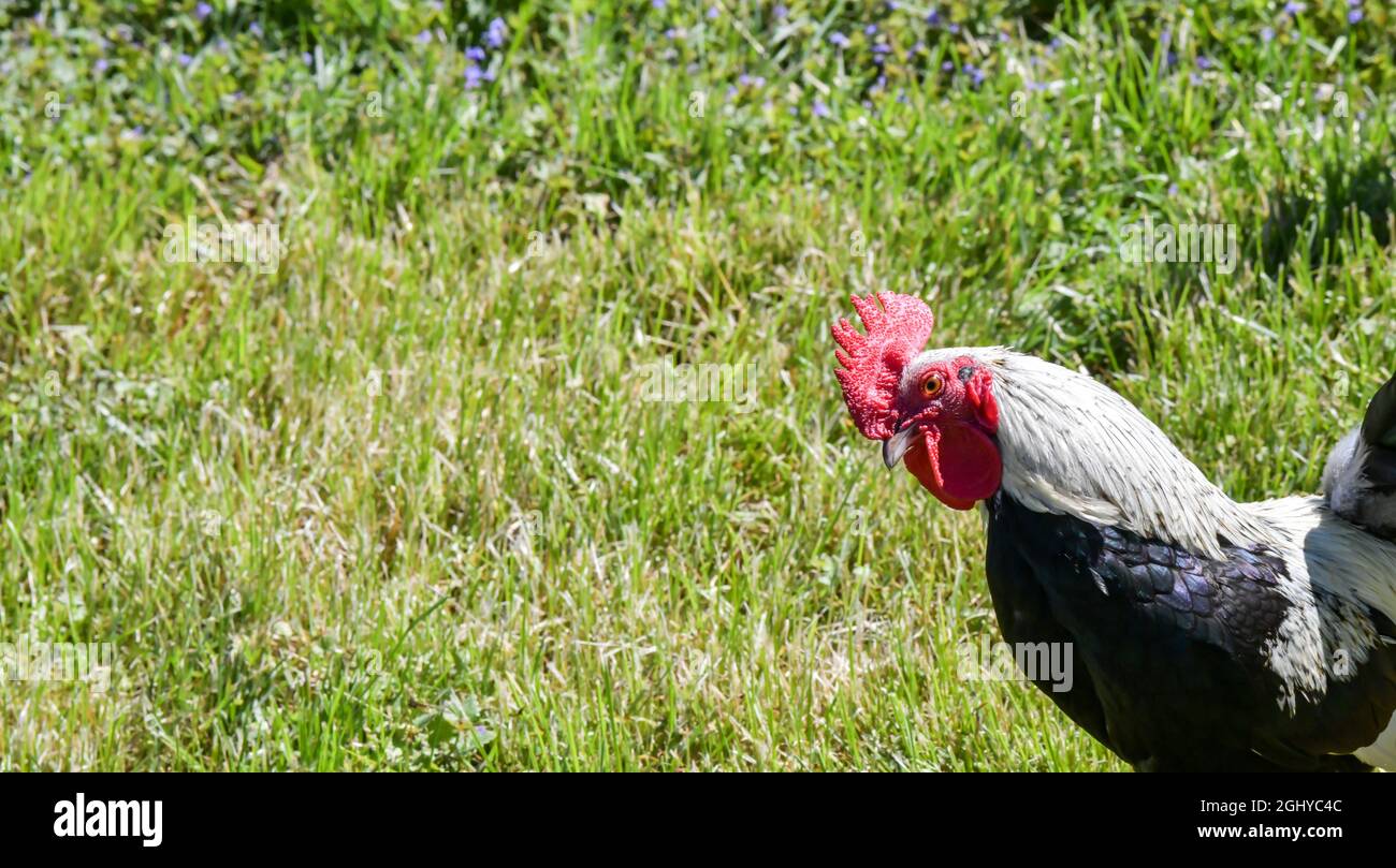black and white rooster strutting in the grass Stock Photo - Alamy