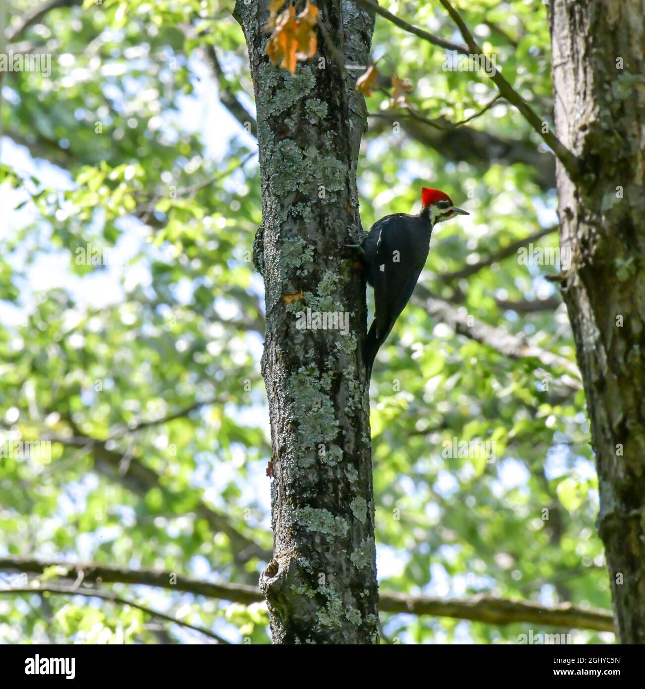 large red headed pileated woodpecker in the forest Stock Photo - Alamy