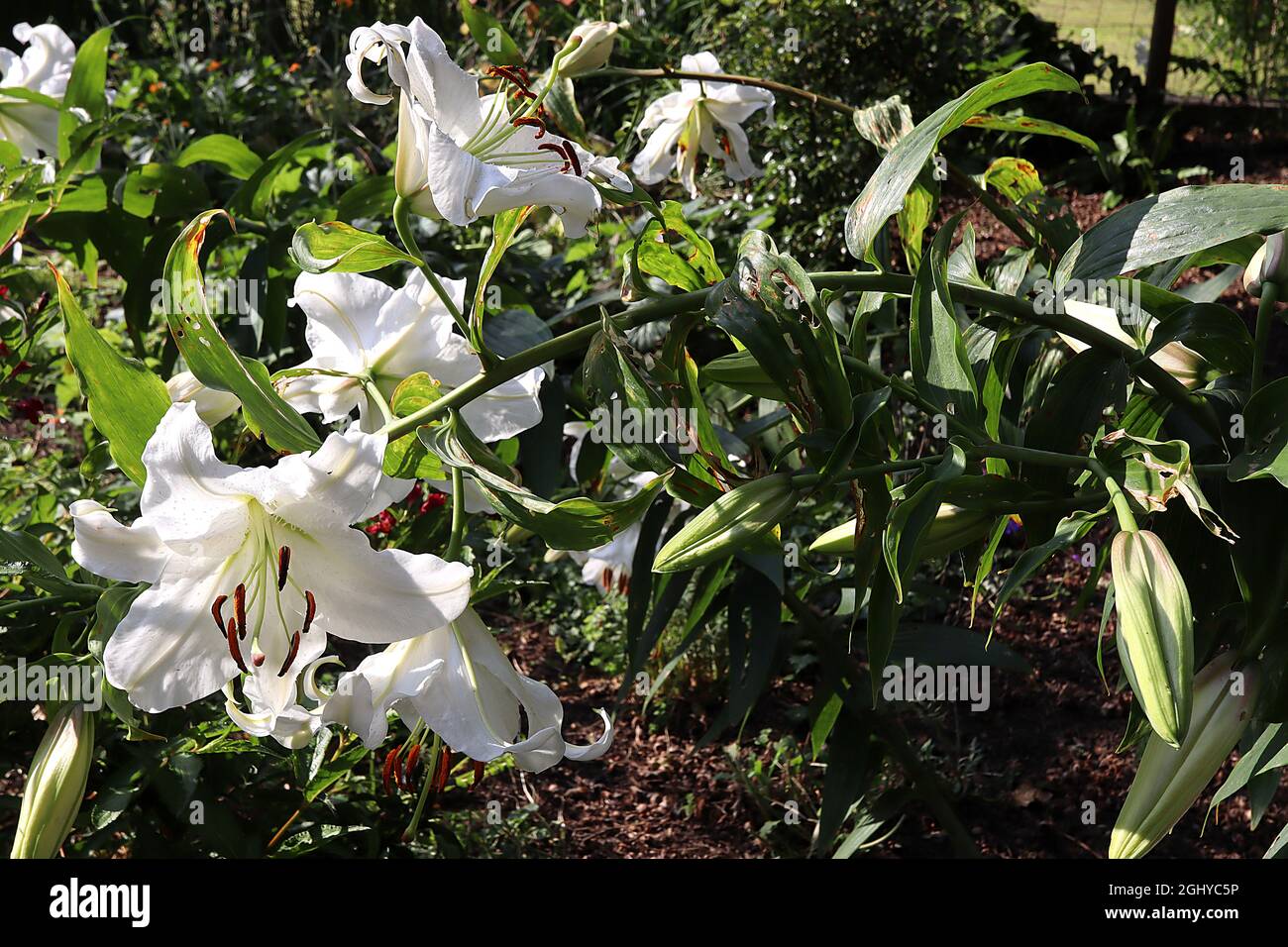 Lilium orientale ‘Casa Blanca’ Oriental lily Casa Blanca – large white ...