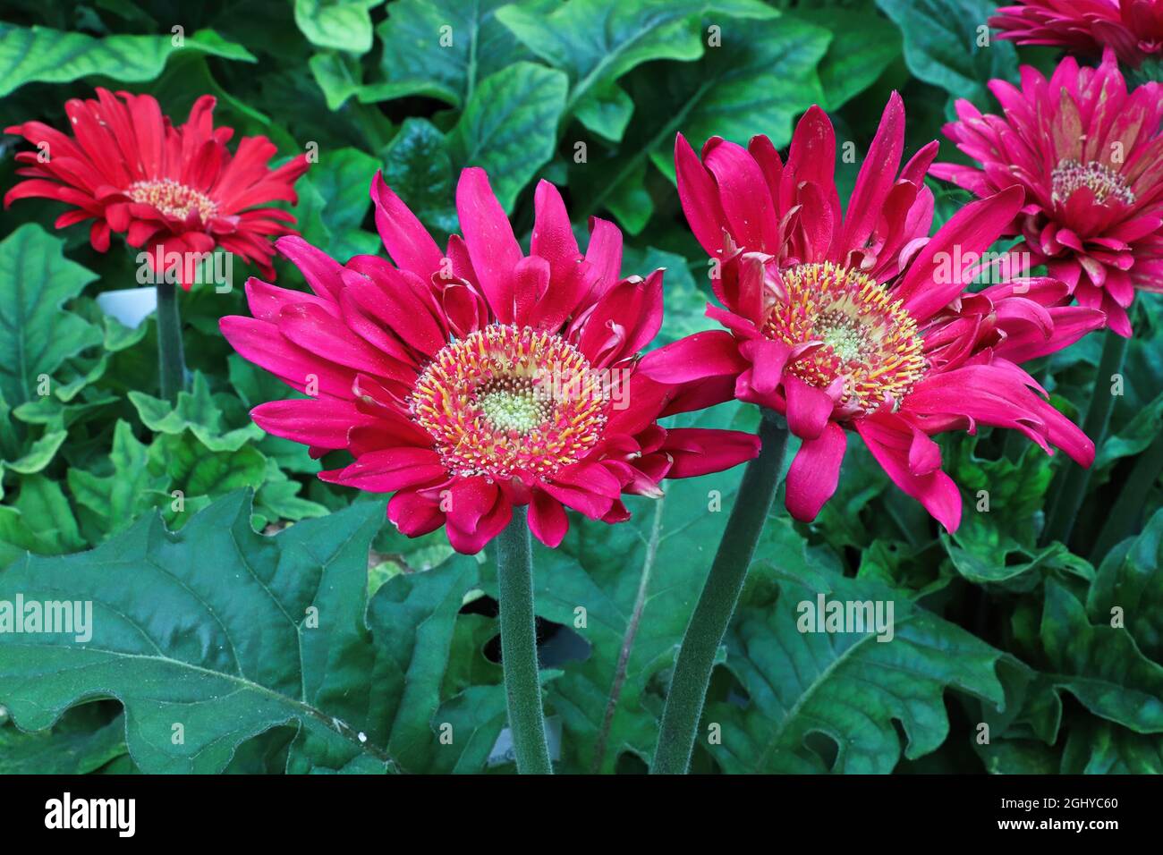 Gerbera daisy center hi-res stock photography and images - Alamy