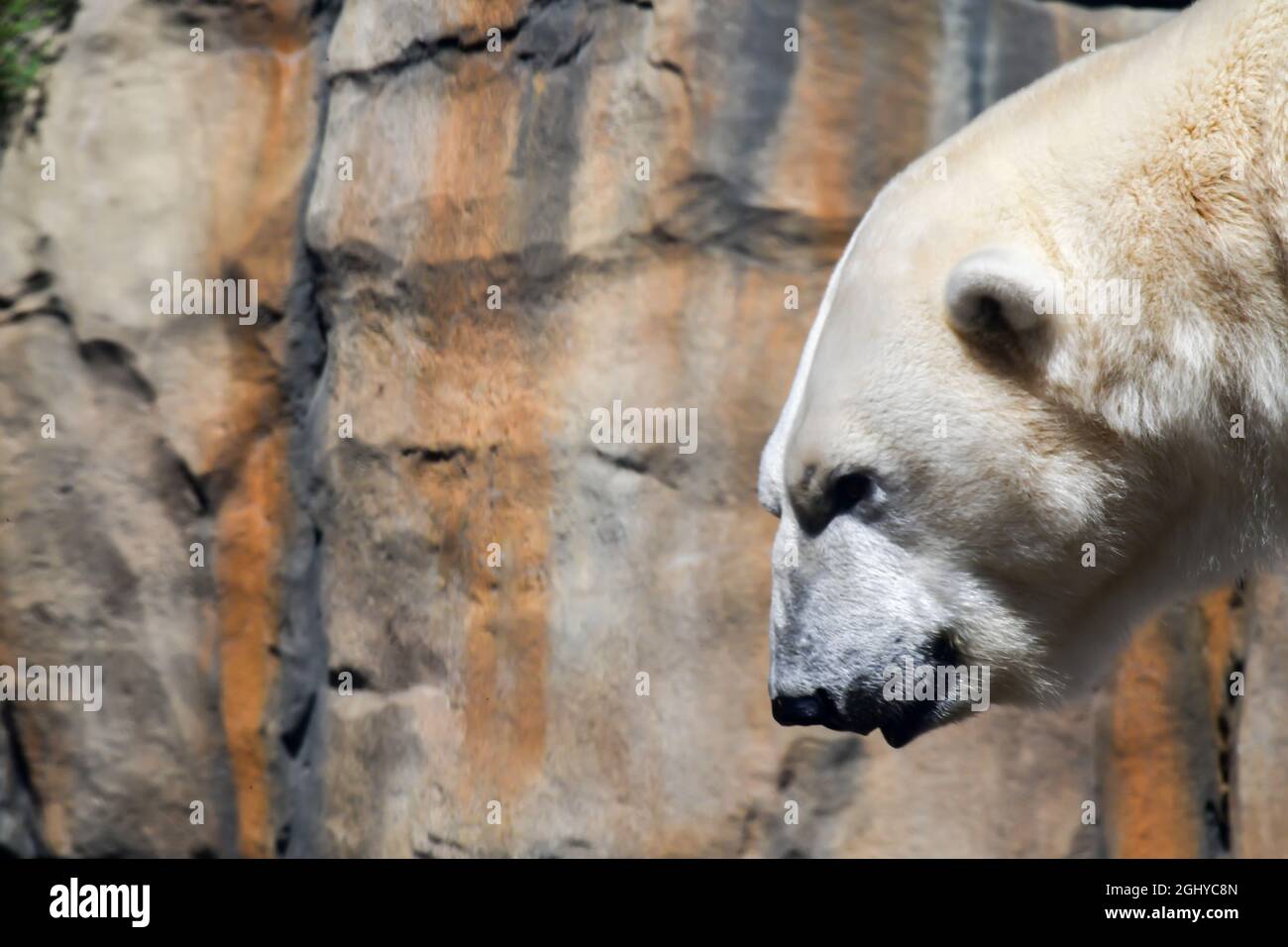 Polar bear head hi-res stock photography and images - Alamy