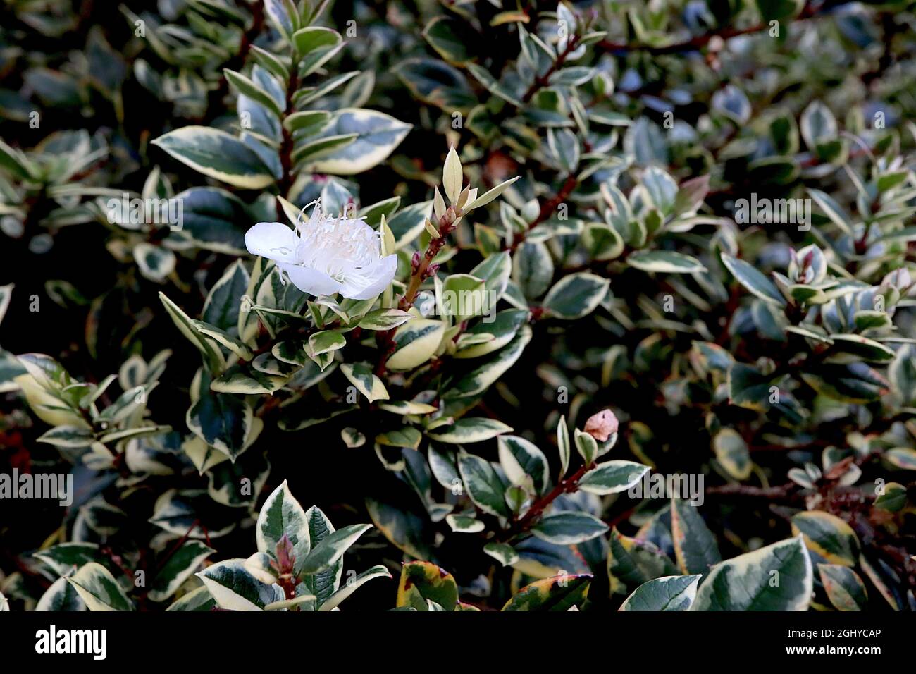 Luma apiculata hi-res stock photography and images - Alamy
