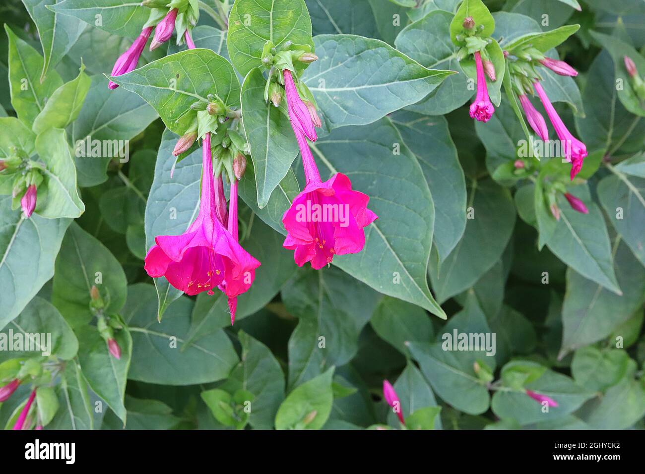 Peru mirabilis hi-res stock photography and images - Alamy
