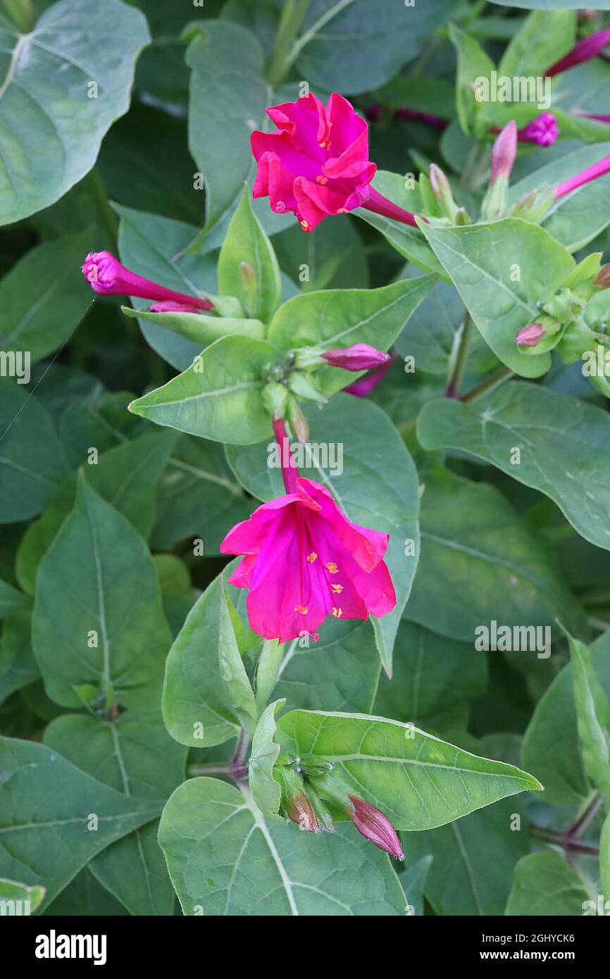 Mirabilis jalapa Marvel of Peru – strongly scented funnel-shaped deep ...
