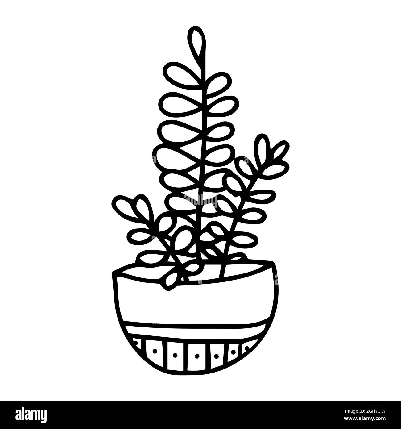Vector home plants in pots, outline drawings on a white background ...