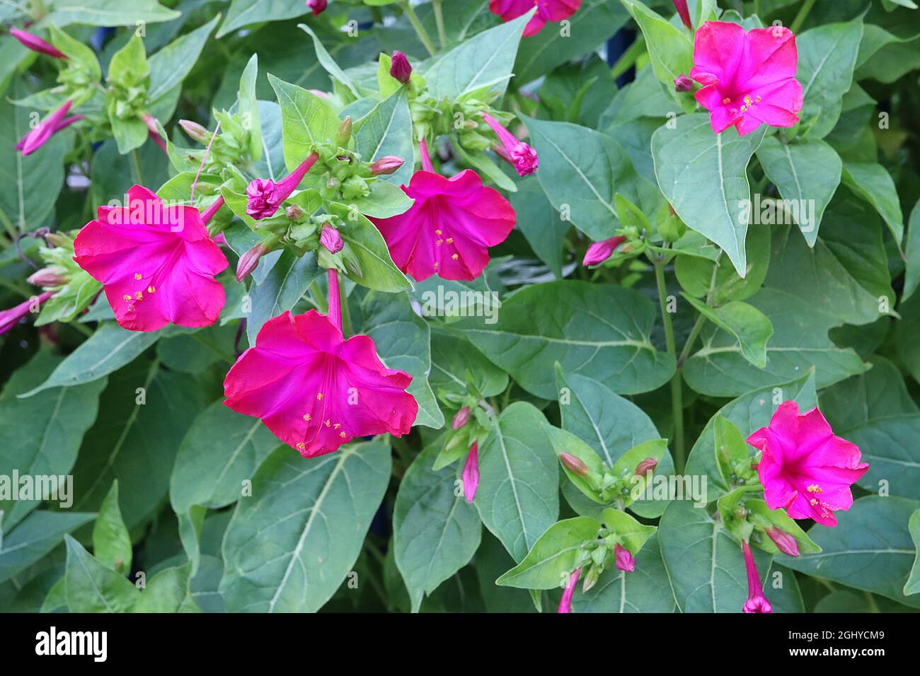 Mirabilis jalapa Marvel of Peru – strongly scented funnel-shaped deep ...