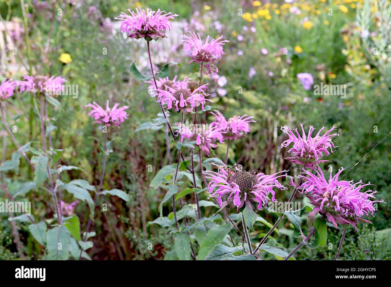 Monarda didyma ‘Croftway Pink’ bee balm Croftway Pink - whorls of ...