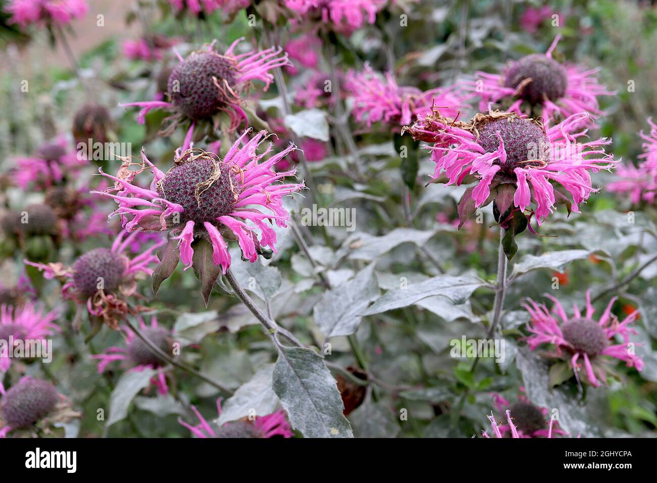 Monarda didyma ‘Croftway Pink’ bee balm Croftway Pink - whorls of ...
