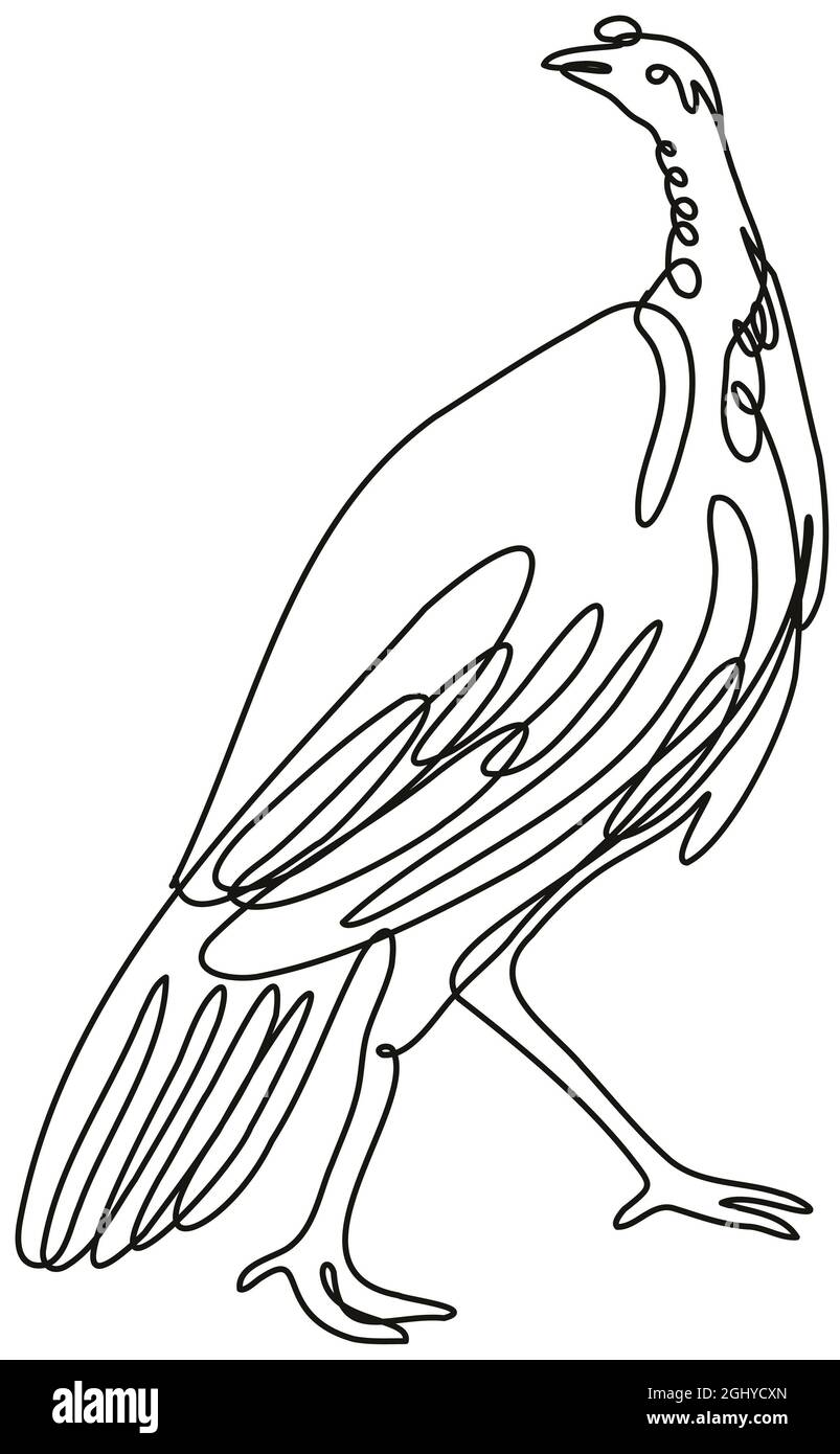 Turkey line art continuous hi-res stock photography and images - Alamy