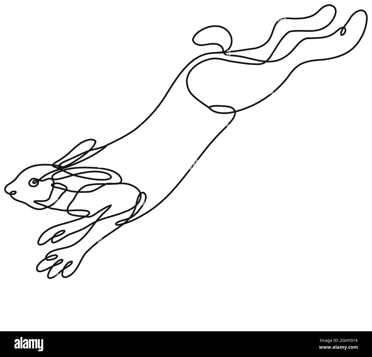 Snowshoe Hare Varying Hare or Snowshoe Rabbit Jumping Side View ...