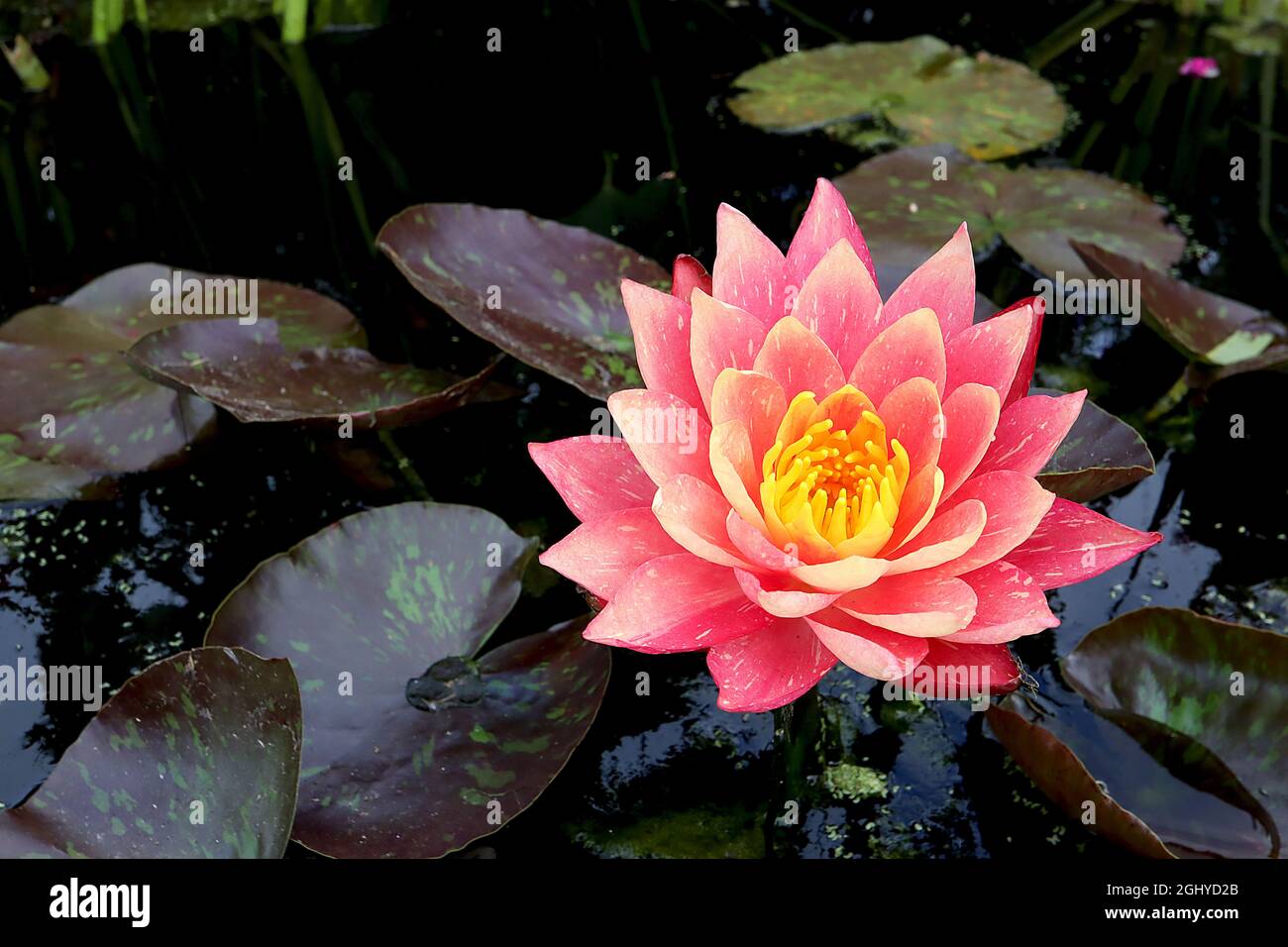 Pale yellow flecks hi-res stock photography and images - Alamy