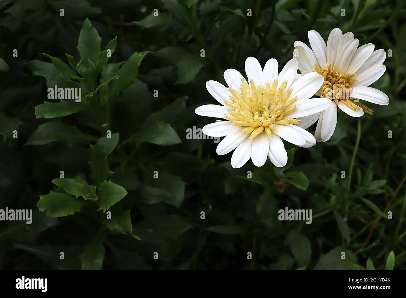 African daisy 3d lemon ice hi-res stock photography and images - Alamy