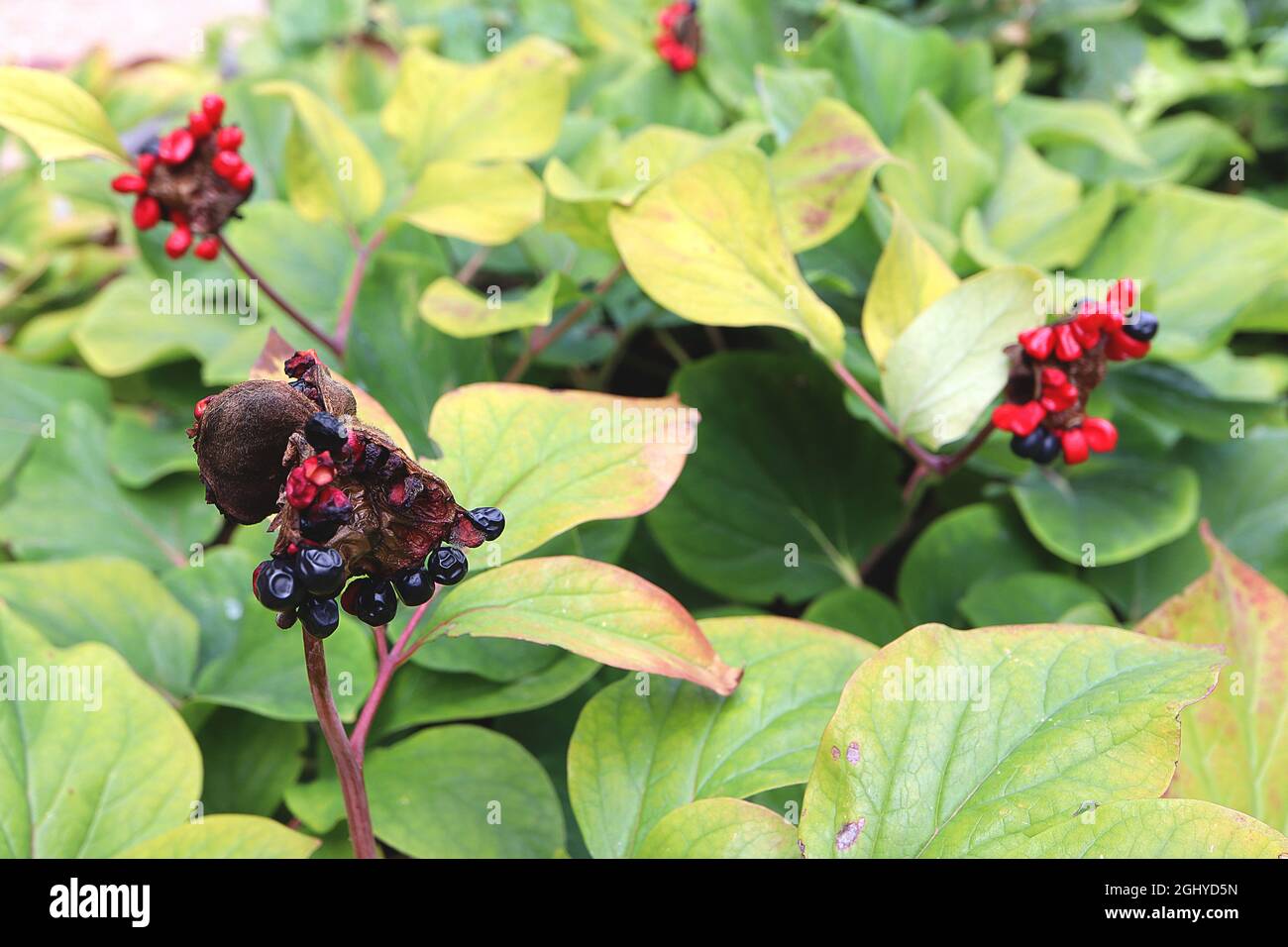 Black red seed pods hi-res stock photography and images - Alamy