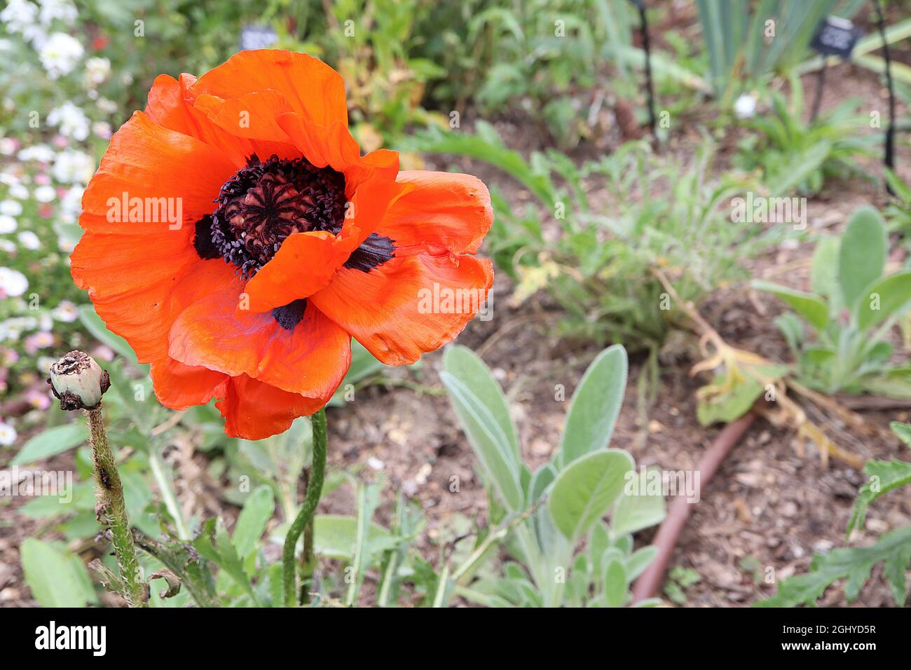 Papaver orientale prince of orange hi-res stock photography and images ...