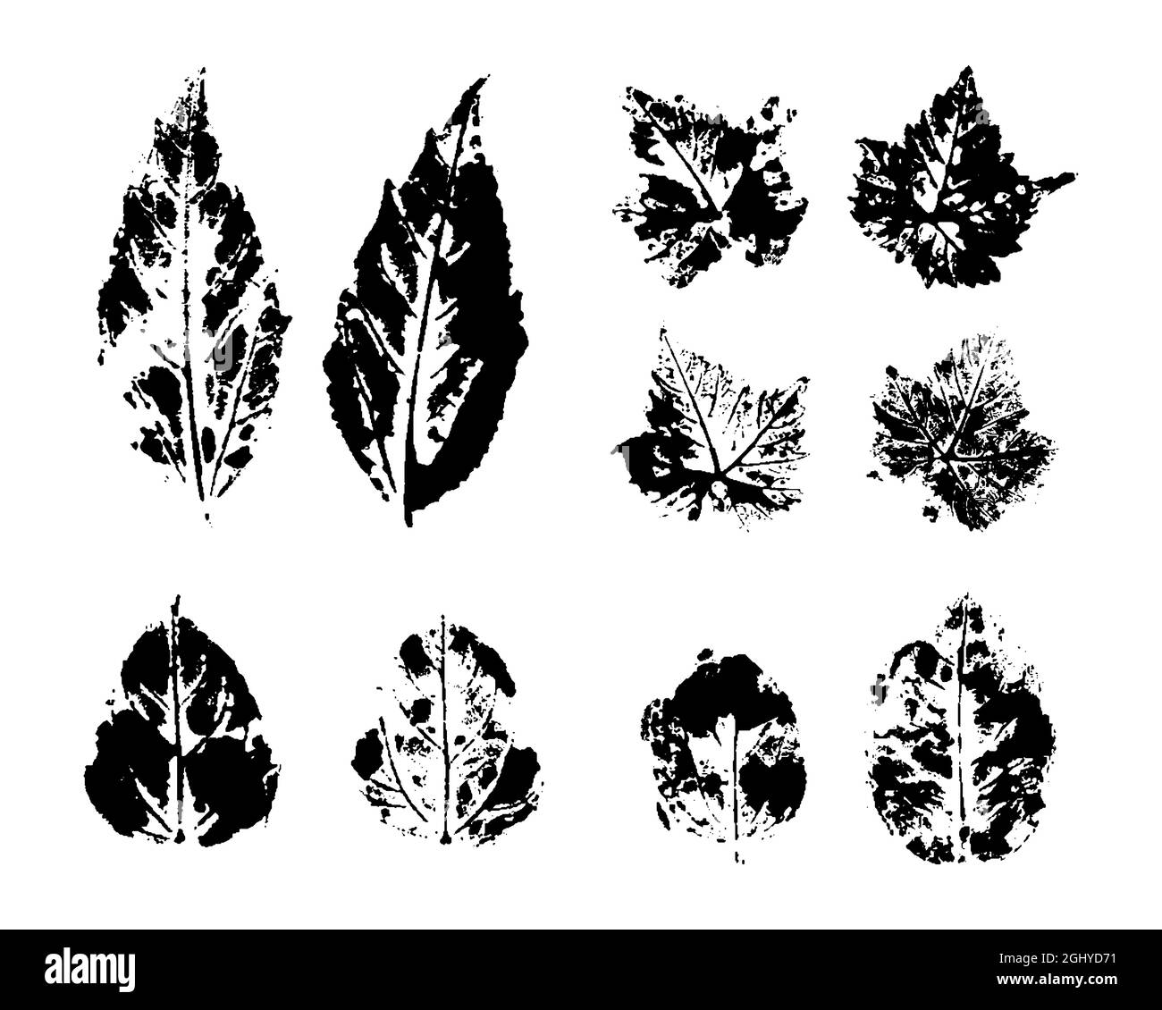 Set of stamp vector Autumn Leaf. Botanical illustration. Grunge leaves ...