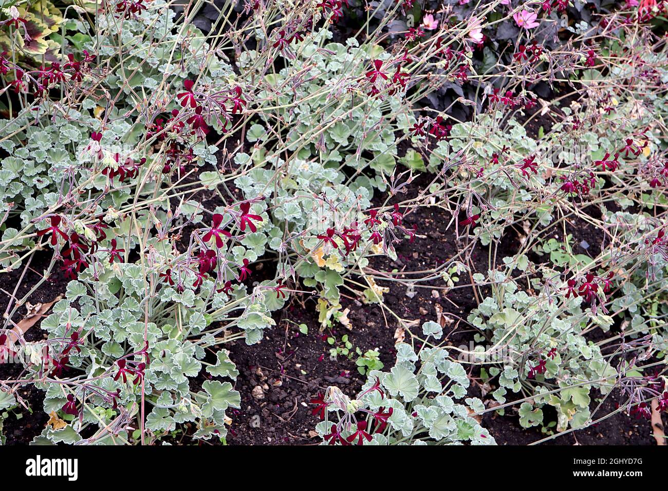 Pelargonium sidoides African geranium - small clusters of crimson red ...