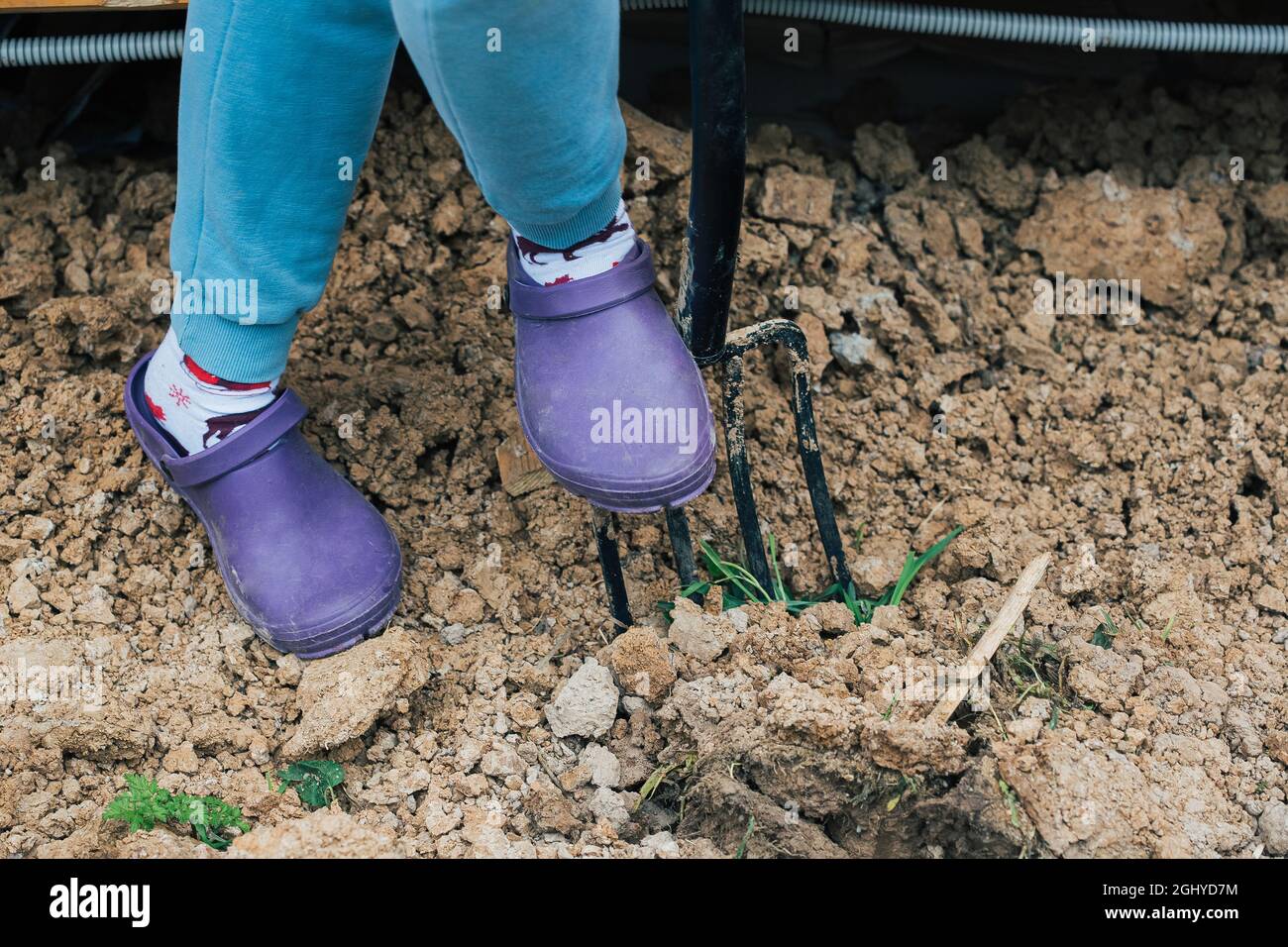 The girl digs the soil with a pitchfork in the garden to prepare a hole ...