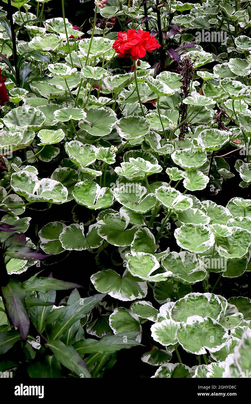 Pelargonium ‘Wilhelm Lannguth’ Geranium Wilhelm Lannguth – red flowers ...