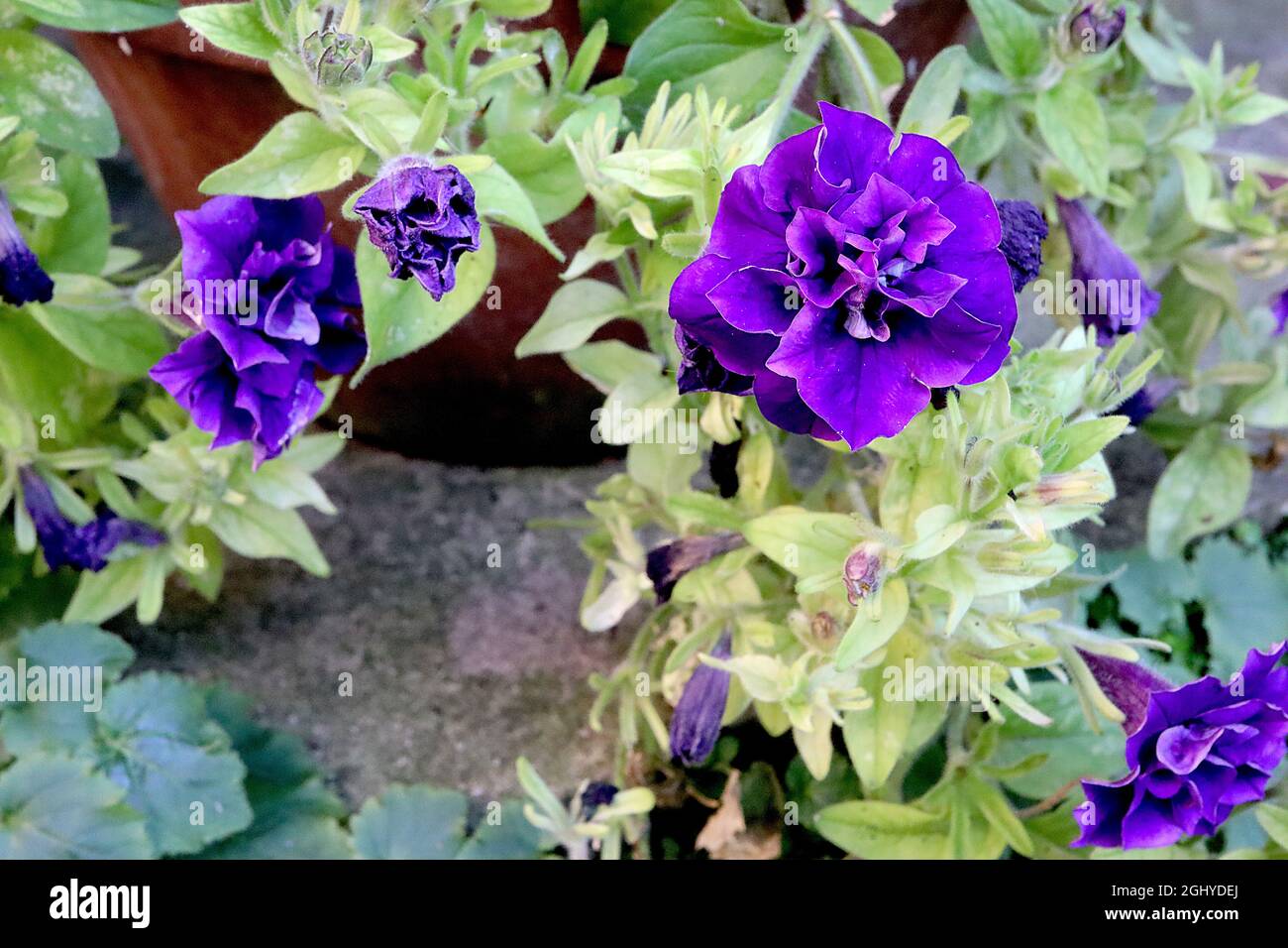 Petunia ‘Double Wave Blue Velvet’ Petunia Blue Velvet - deep purple ...
