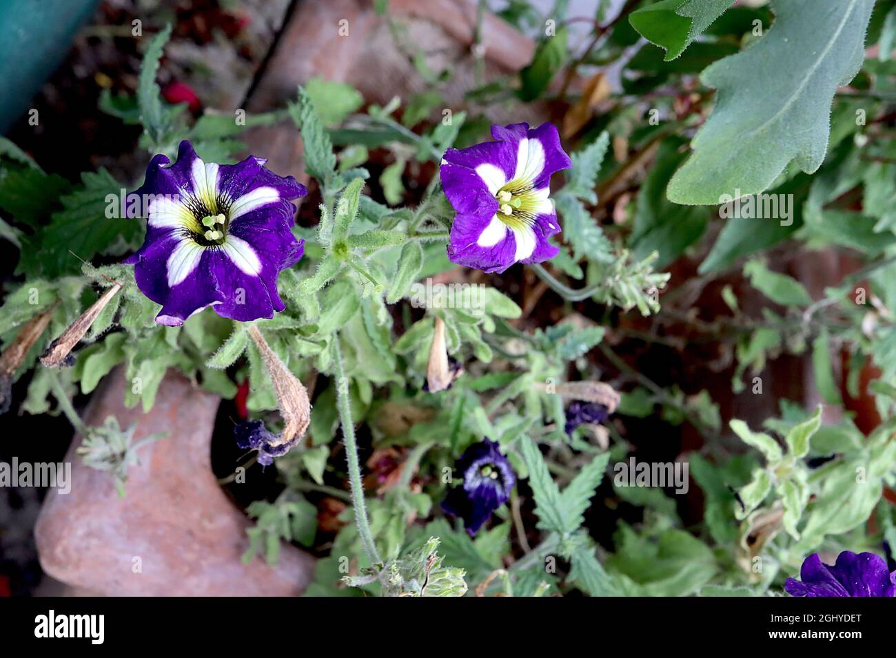 Petunia ‘Ultra Blue Star’ deep purple flowers with white star-shaped ...
