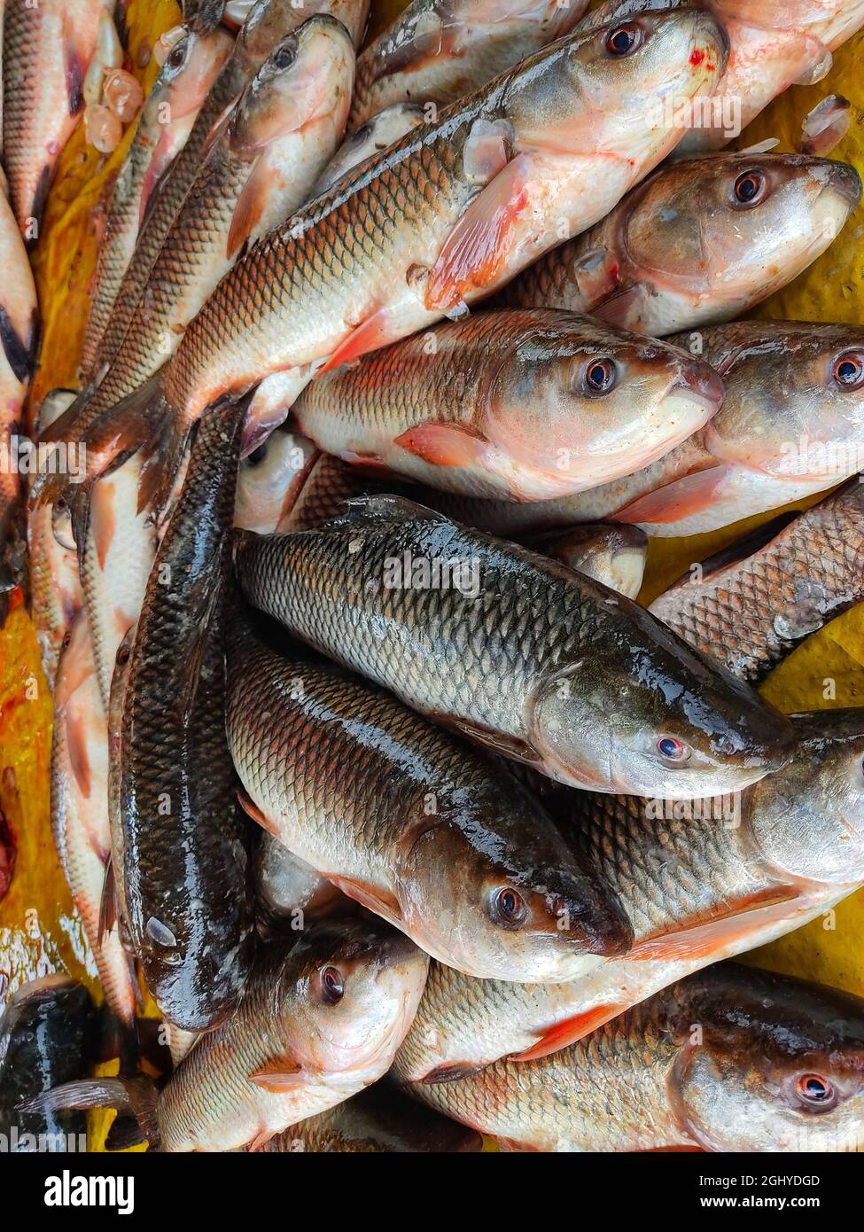 Rohu fish hi-res stock photography and images - Alamy