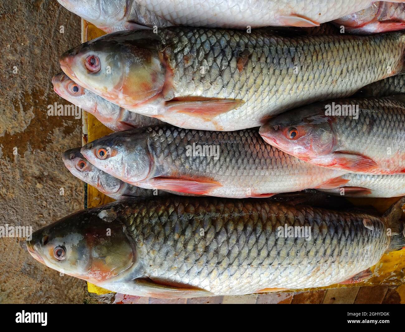 Rohu fish hi-res stock photography and images - Alamy