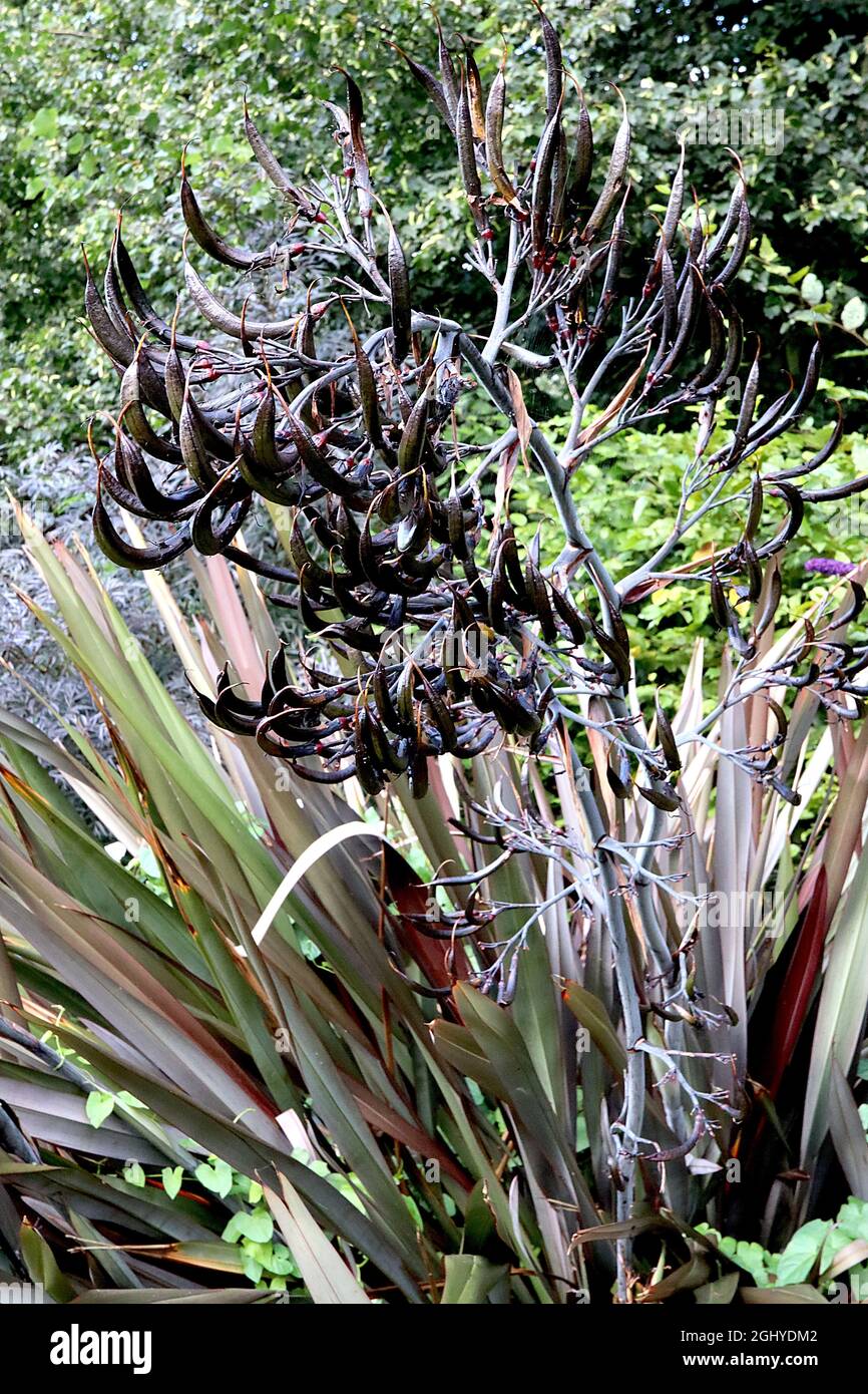 Phormium tenax bronze baby hi-res stock photography and images - Alamy