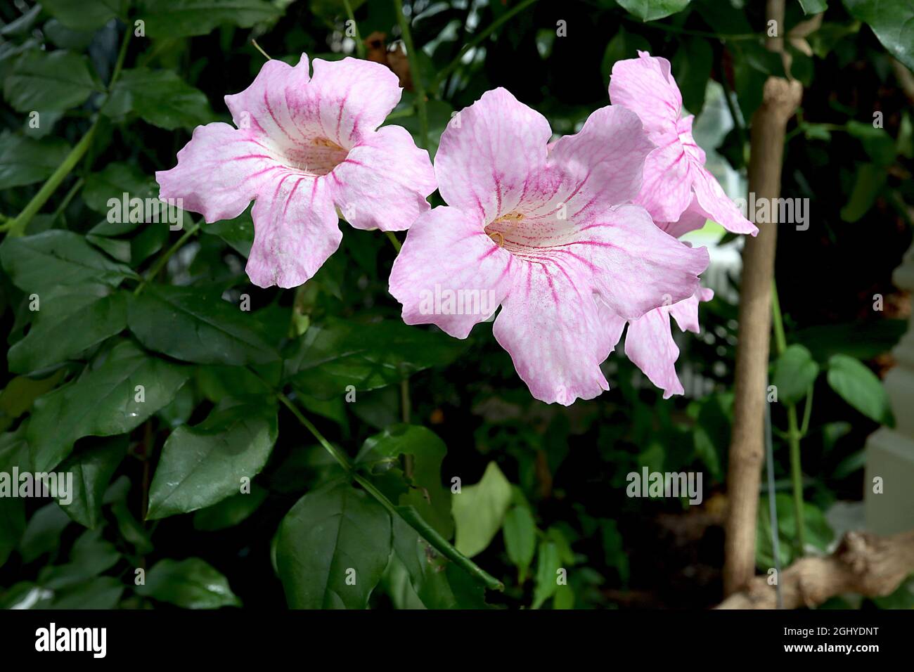 Podranea ricasoliana pink trumpet vine – pale pink funnel-shaped ...