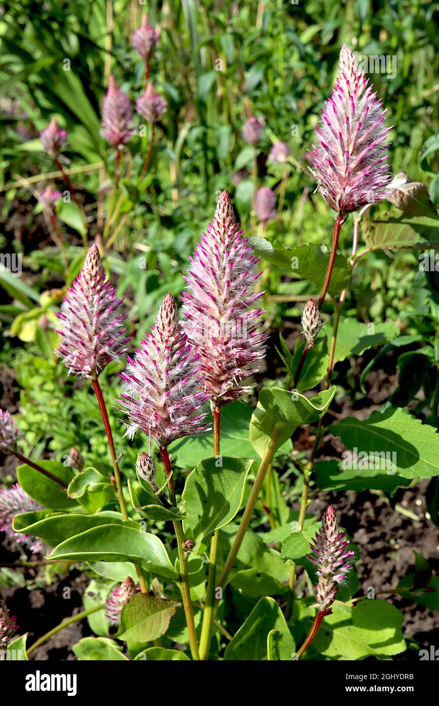 Hairy mulla mulla flowers hi-res stock photography and images - Alamy