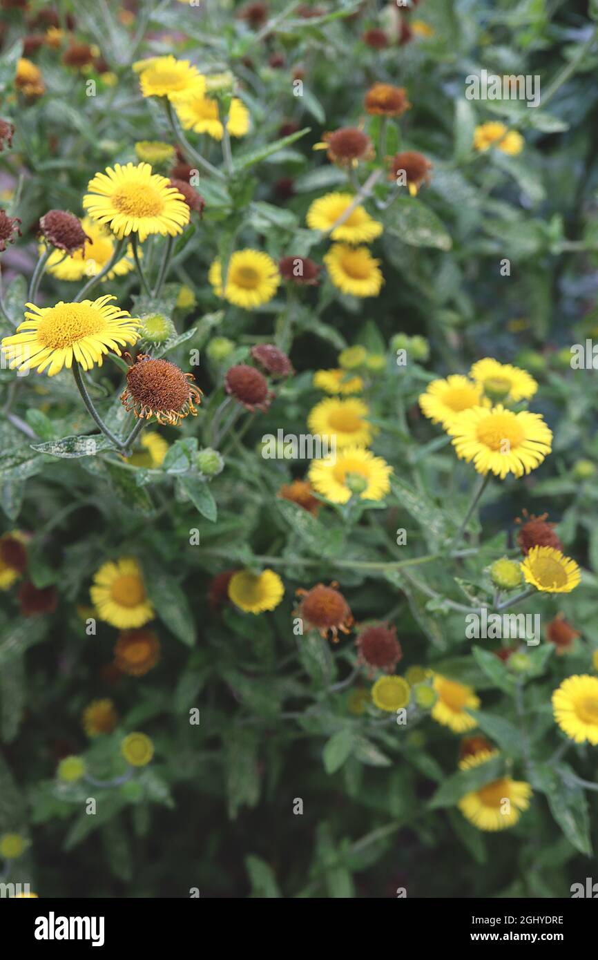 Common Fleabane