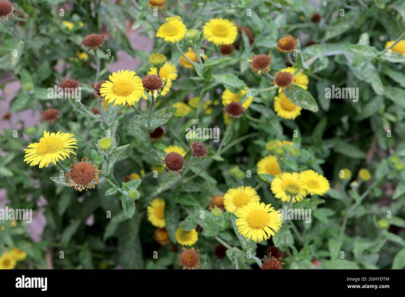 Pulicaria dysenterica common fleabane – yellow daisy-like flowers on ...