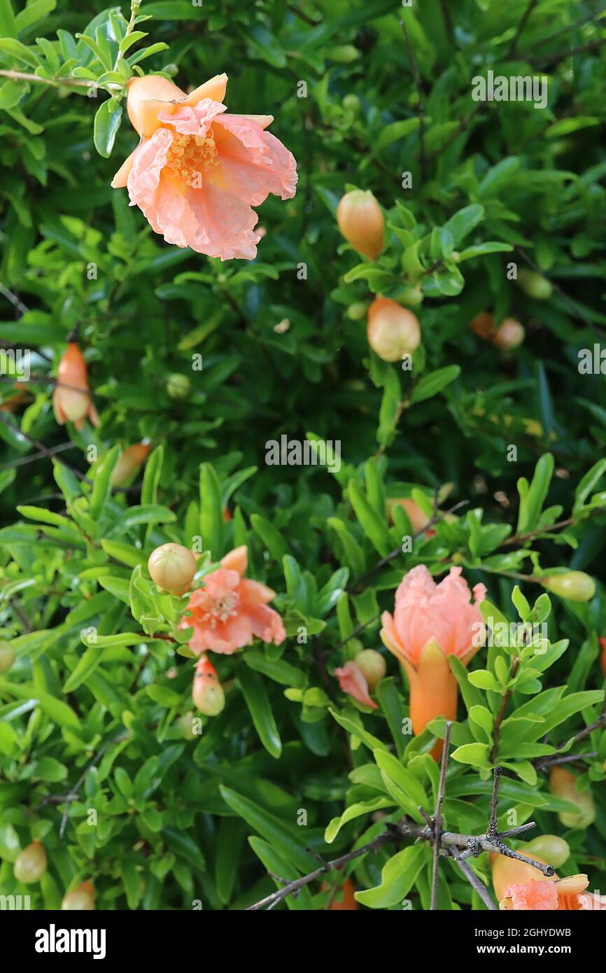 Punica granatum ‘Hazel Hyde’ pomegranate Hazel Hyde – creased pale ...