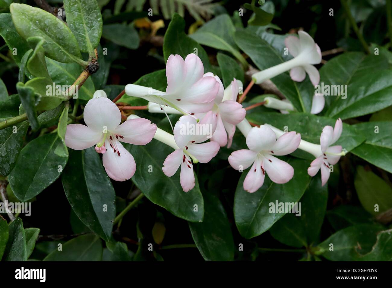 Gossamer pink hi-res stock photography and images - Alamy