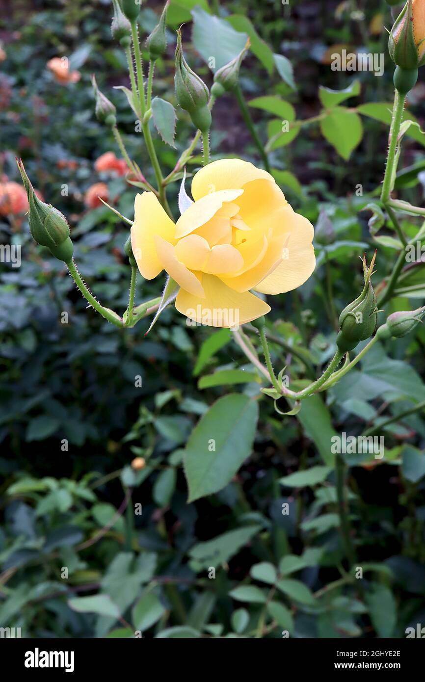 Rosa ‘Buttercup’ (shrub rose) Rose Buttercup – small semi-double cup ...