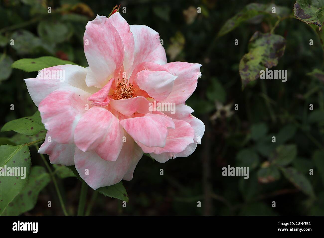 First prize hybrid tea rose hi-res stock photography and images - Alamy