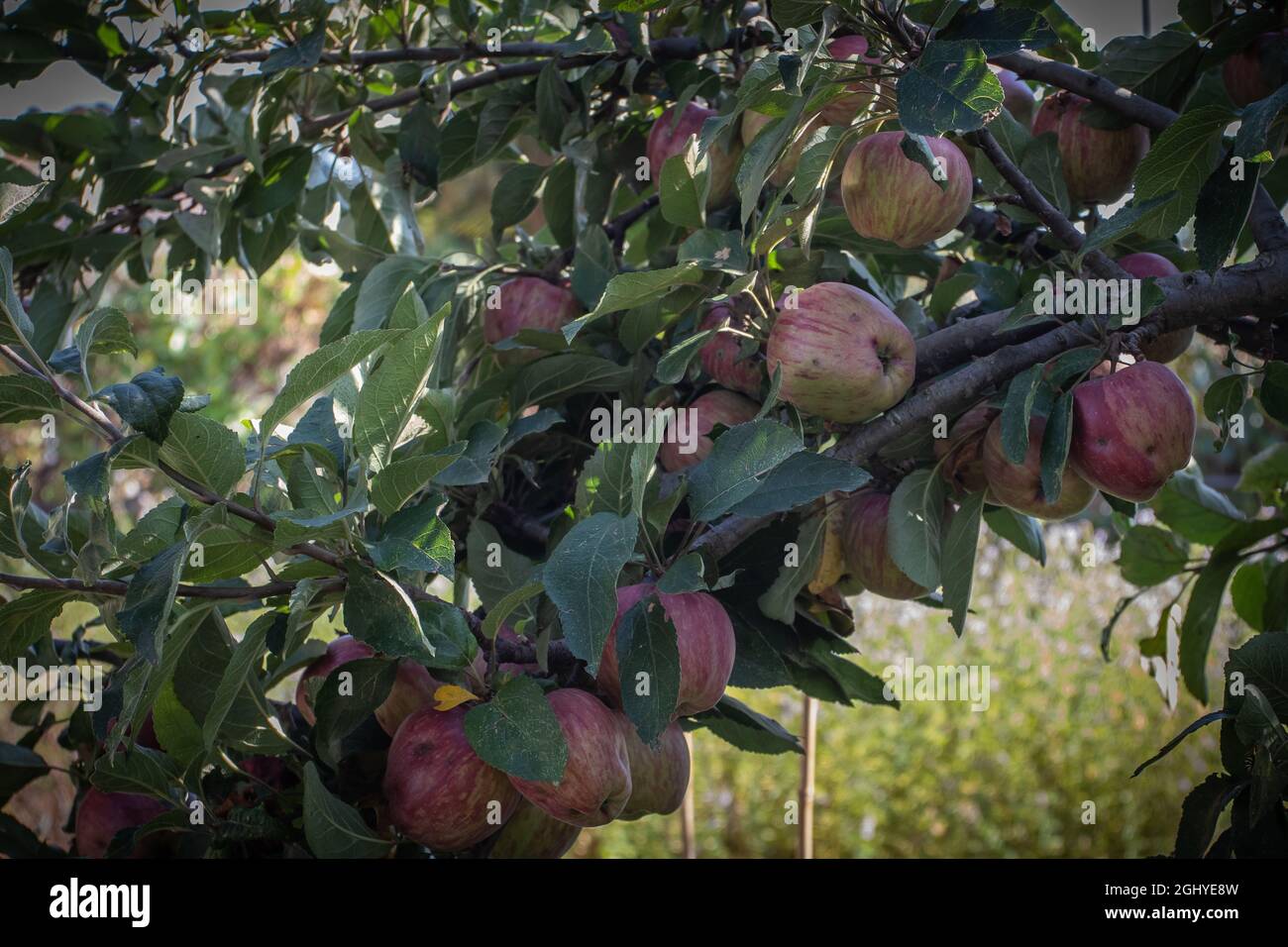 apple tree with many red apples Stock Photo - Alamy