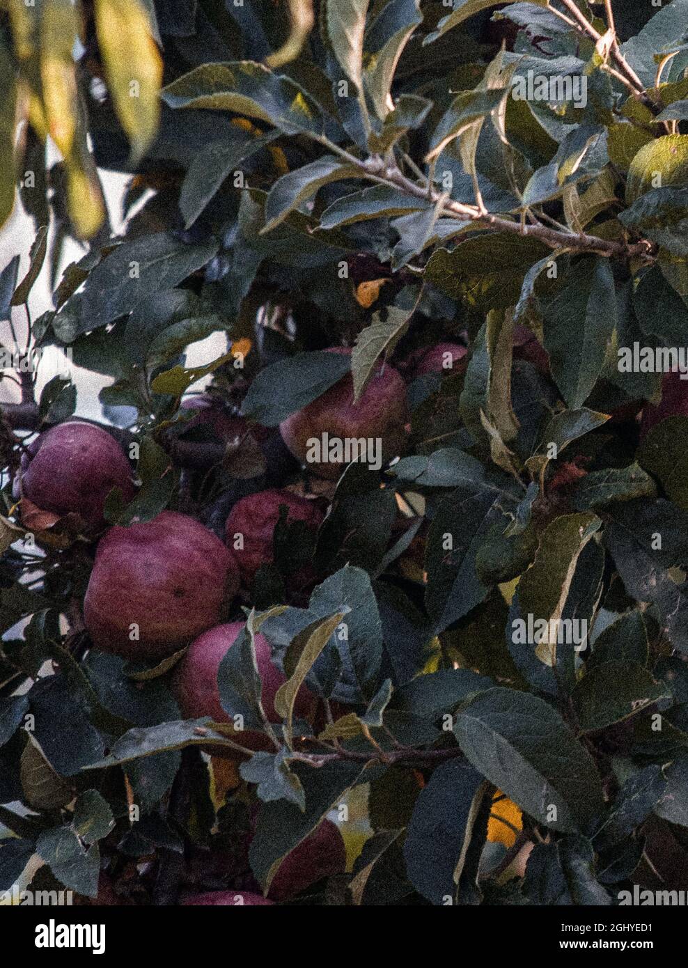 apple tree with many red apples Stock Photo - Alamy
