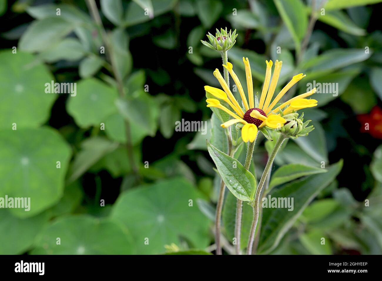 Rudbeckia subtomentosa ‘Little Henry’ sweet coneflower Little Henry ...