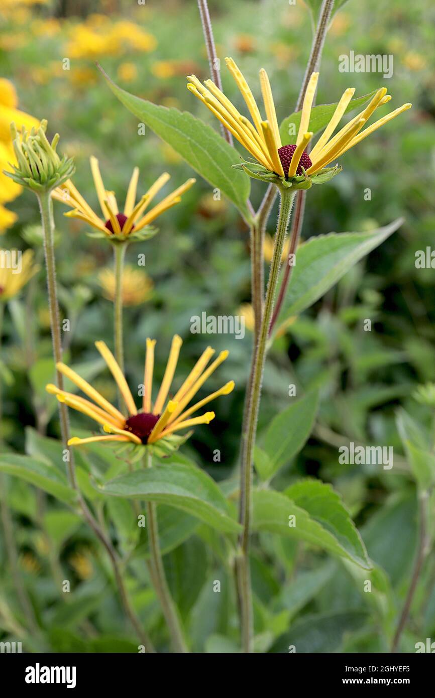 Rudbeckia subtomentosa ‘Little Henry’ sweet coneflower Little Henry ...
