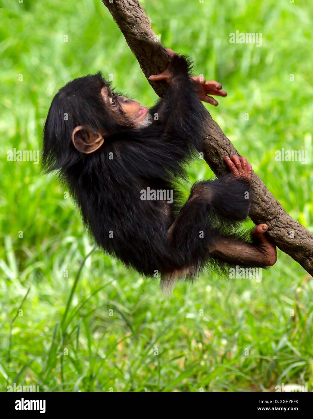 Cute Baby Chimps