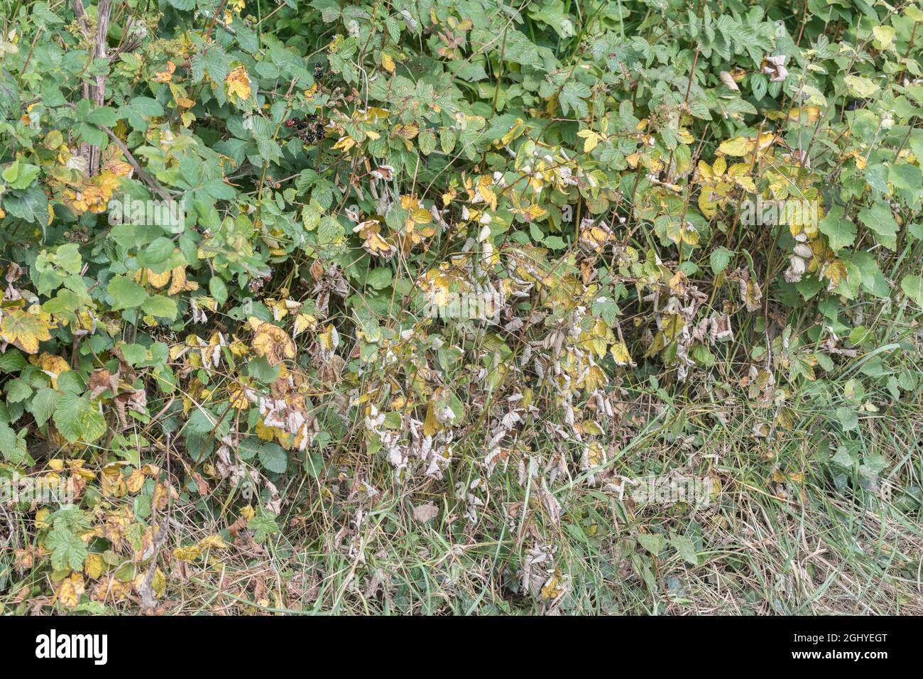 Spiraea ulmaria hi-res stock photography and images - Alamy