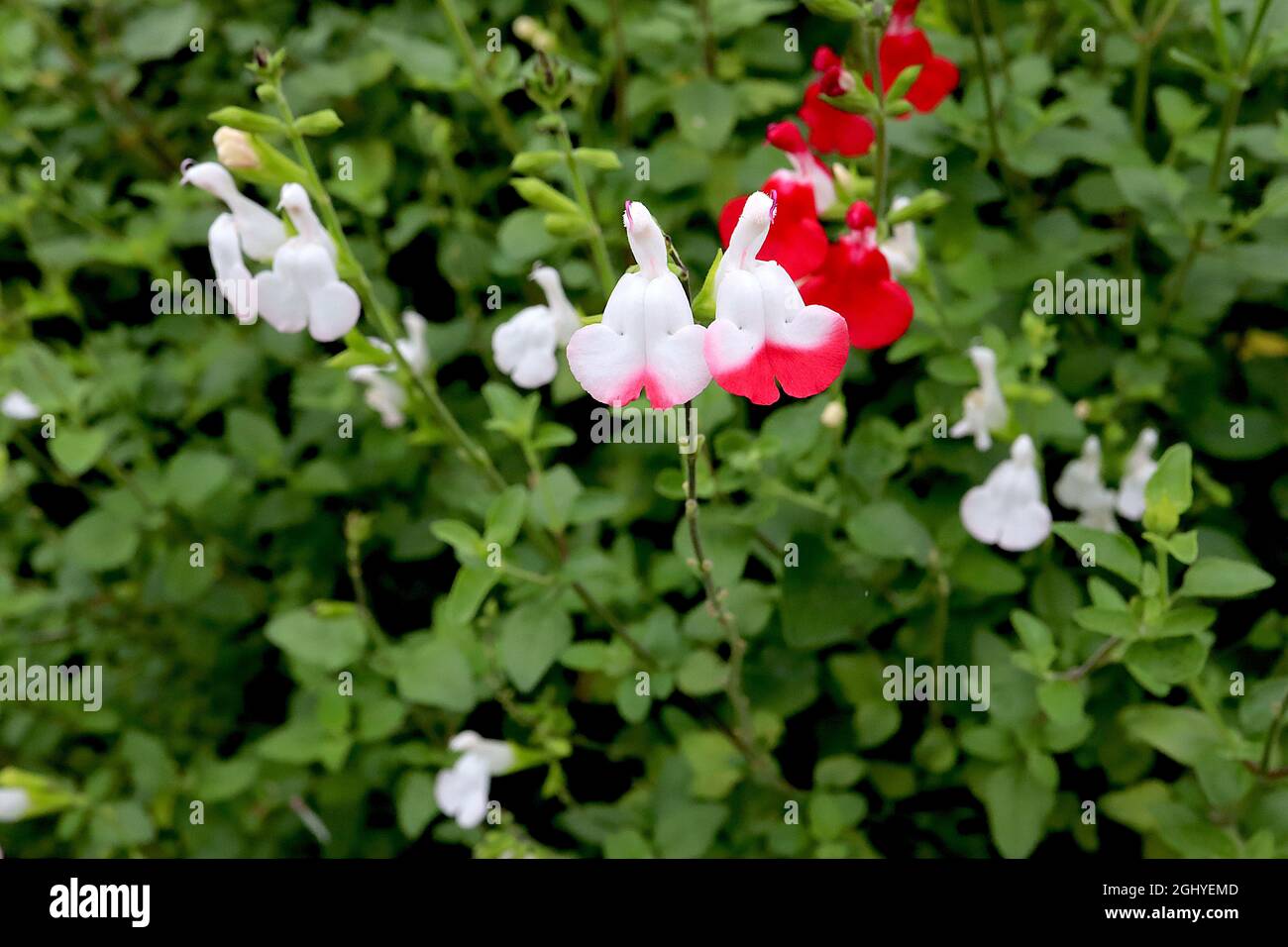 Salvia x jamensis ‘Hot Lips’ Sage Hot Lips – half white half red ...
