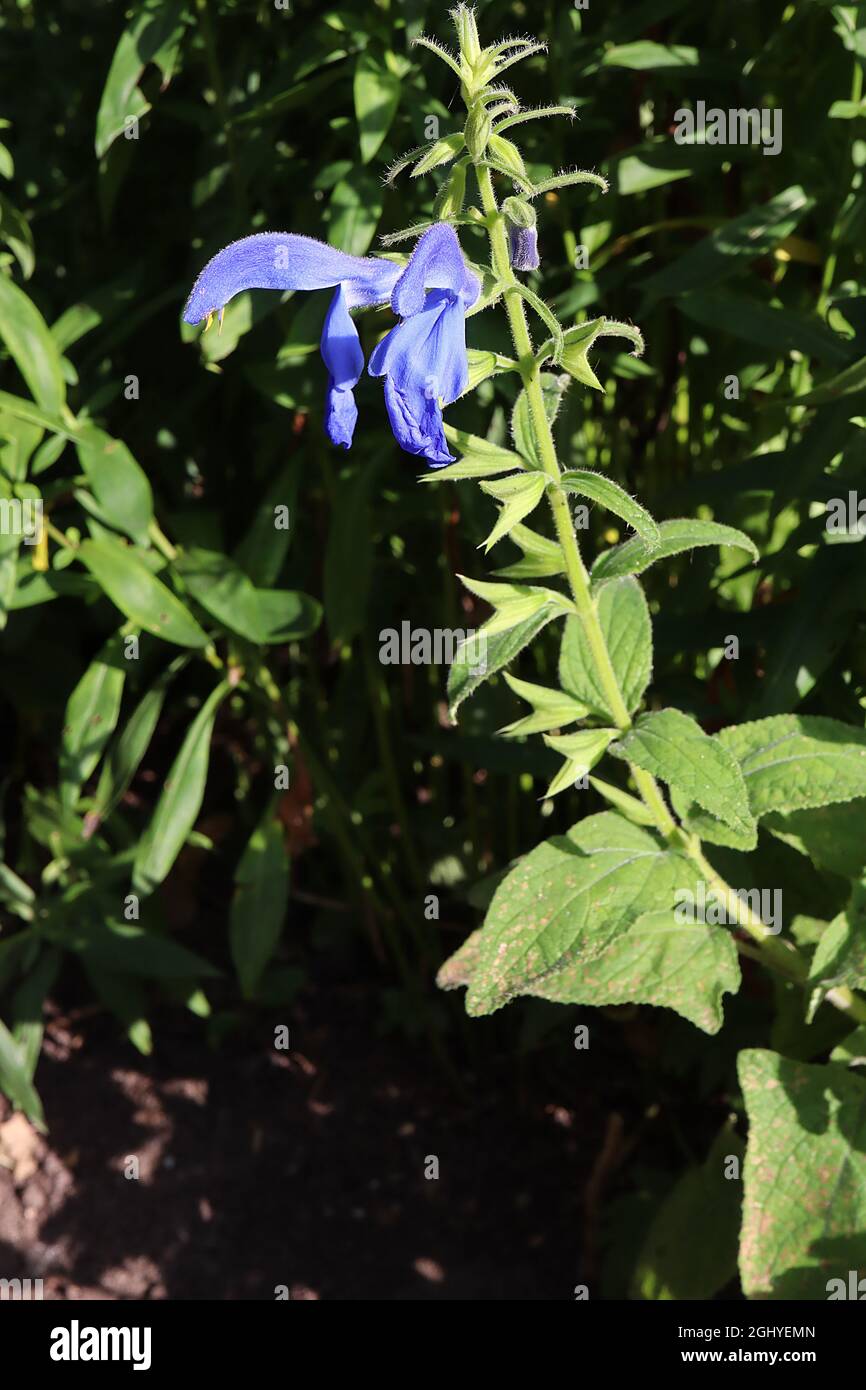 Salvia patens ‘Blue Angel’ sage Blue Angel - two-lipped deep blue ...