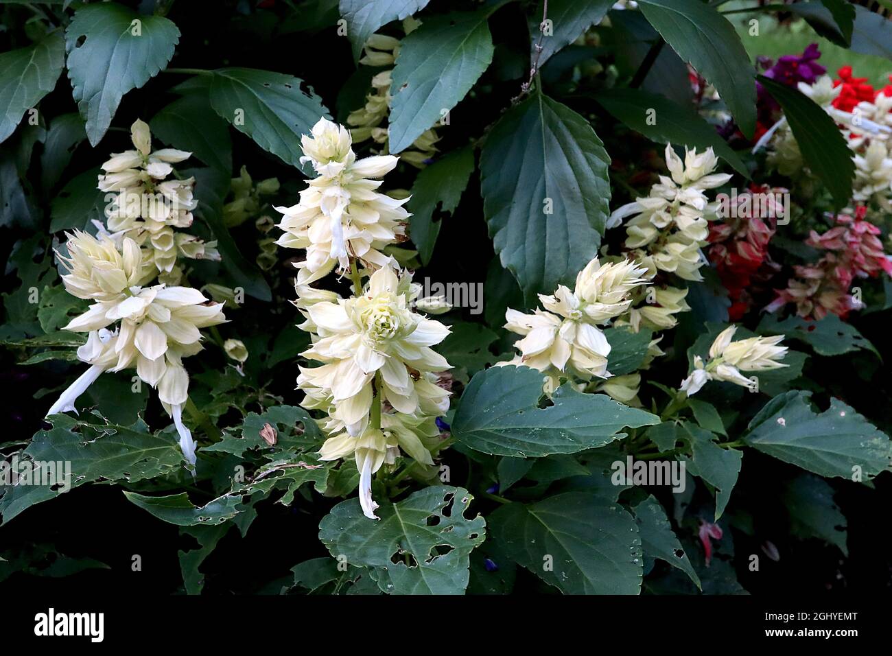 Salvia Splendens Vista Mix