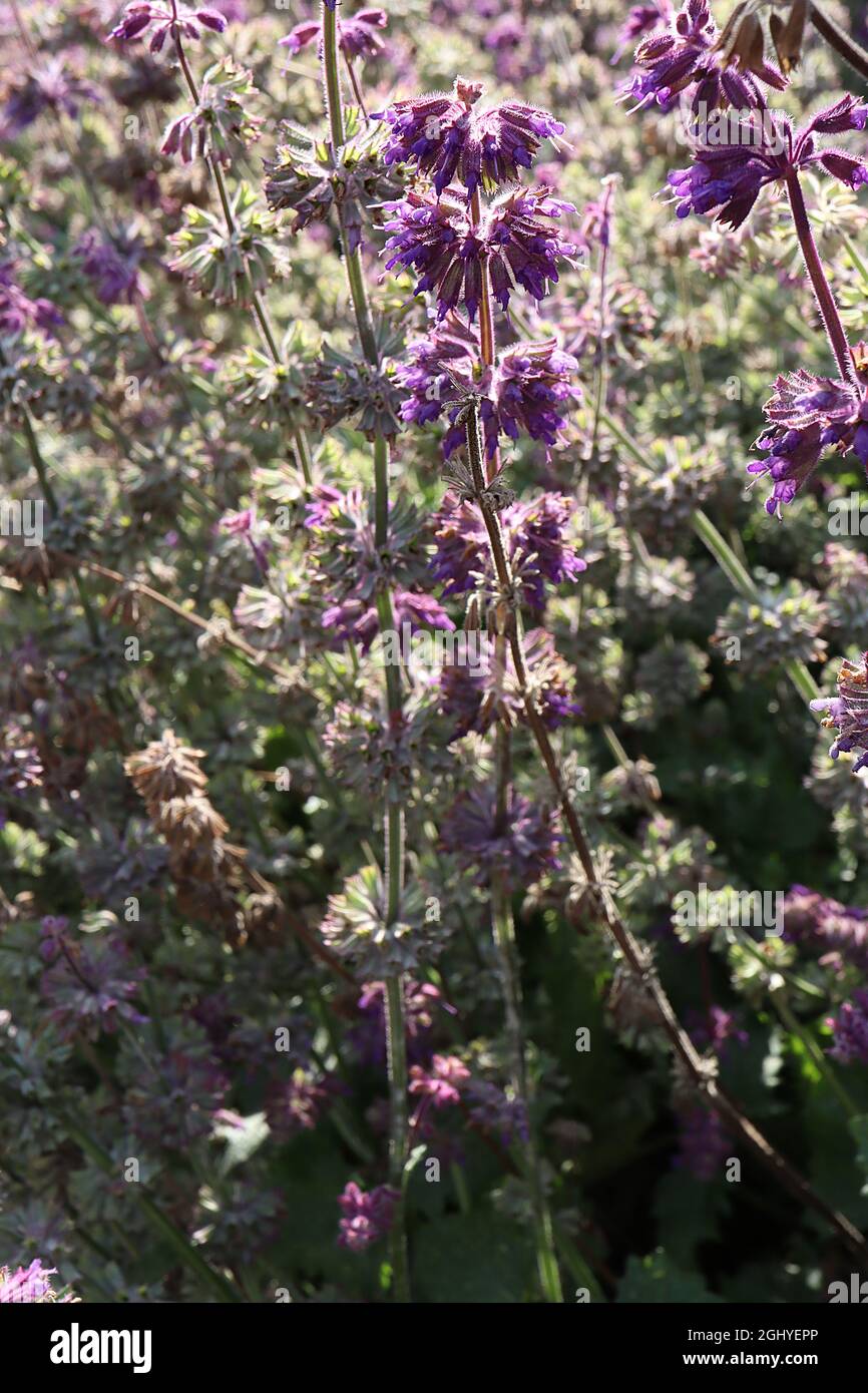 Salvia verticillata ‘purple rain’ hi-res stock photography and images ...