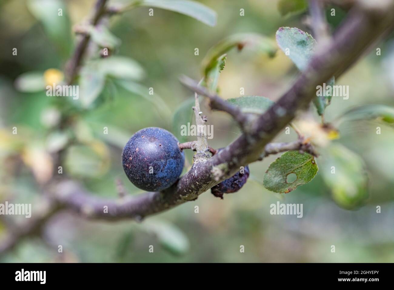Solitary fruit of Blackthorn or Sloe / Prunus spinosa in summer sun ...