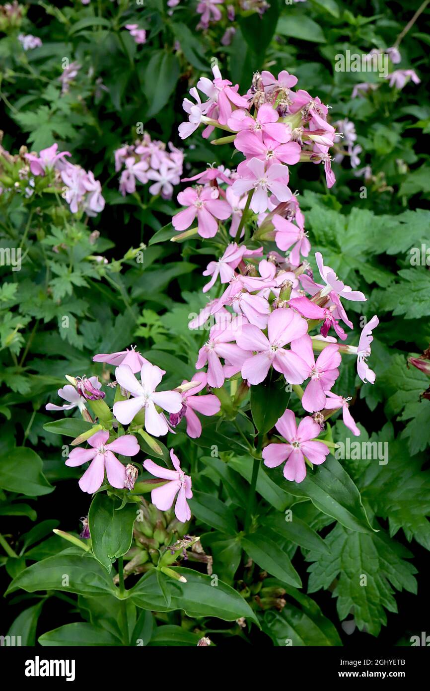 Saponaria officinalis soapwort hi-res stock photography and images - Alamy