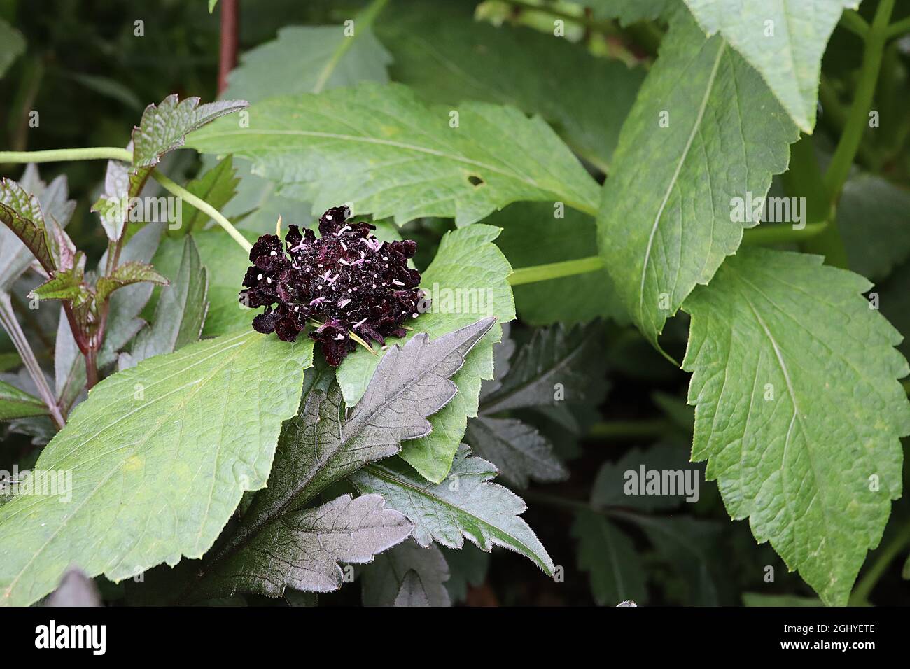 Scabiosa atropurpurea ‘Black Knight’ Scabious Black Knight - purple ...
